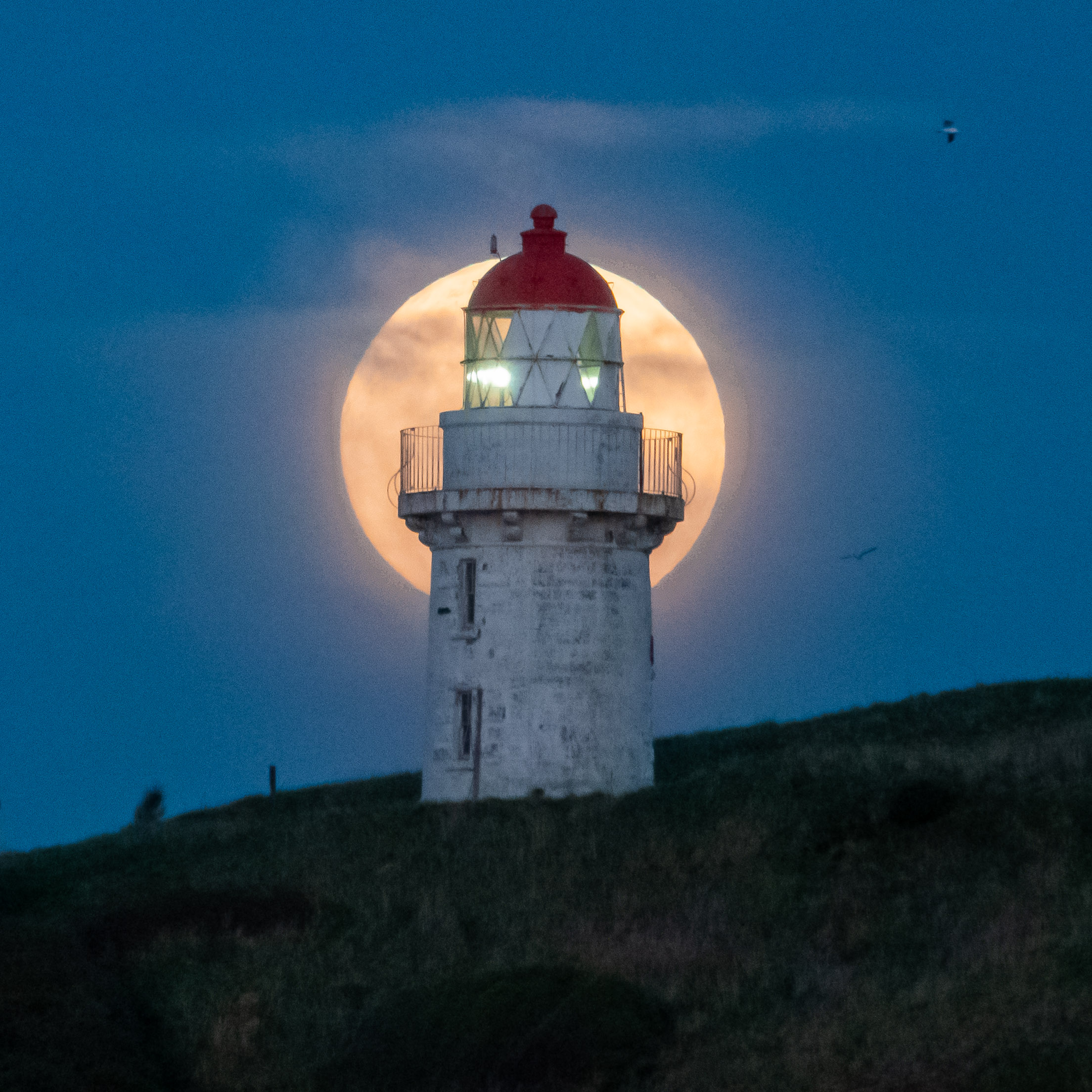 Full moon at Taiaroa Head | Otago Daily Times Online News