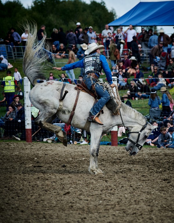 Bronco and rider at Outram Rodeo | Otago Daily Times Online News