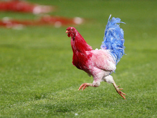 Roosters invade the field at rugby test | Otago Daily Times Online News