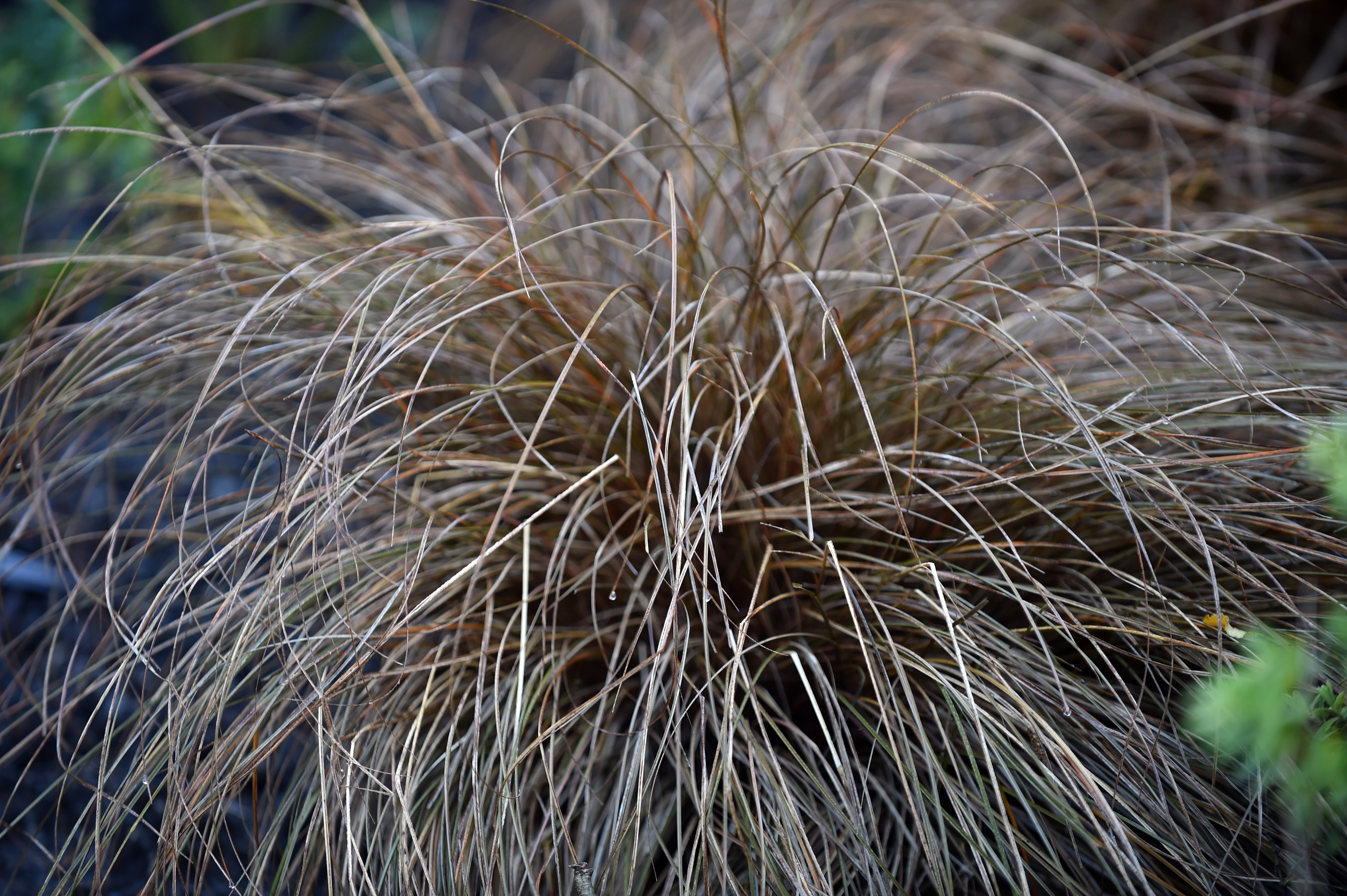 Mass-planting Carex grasses rewarding | Otago Daily Times Online News