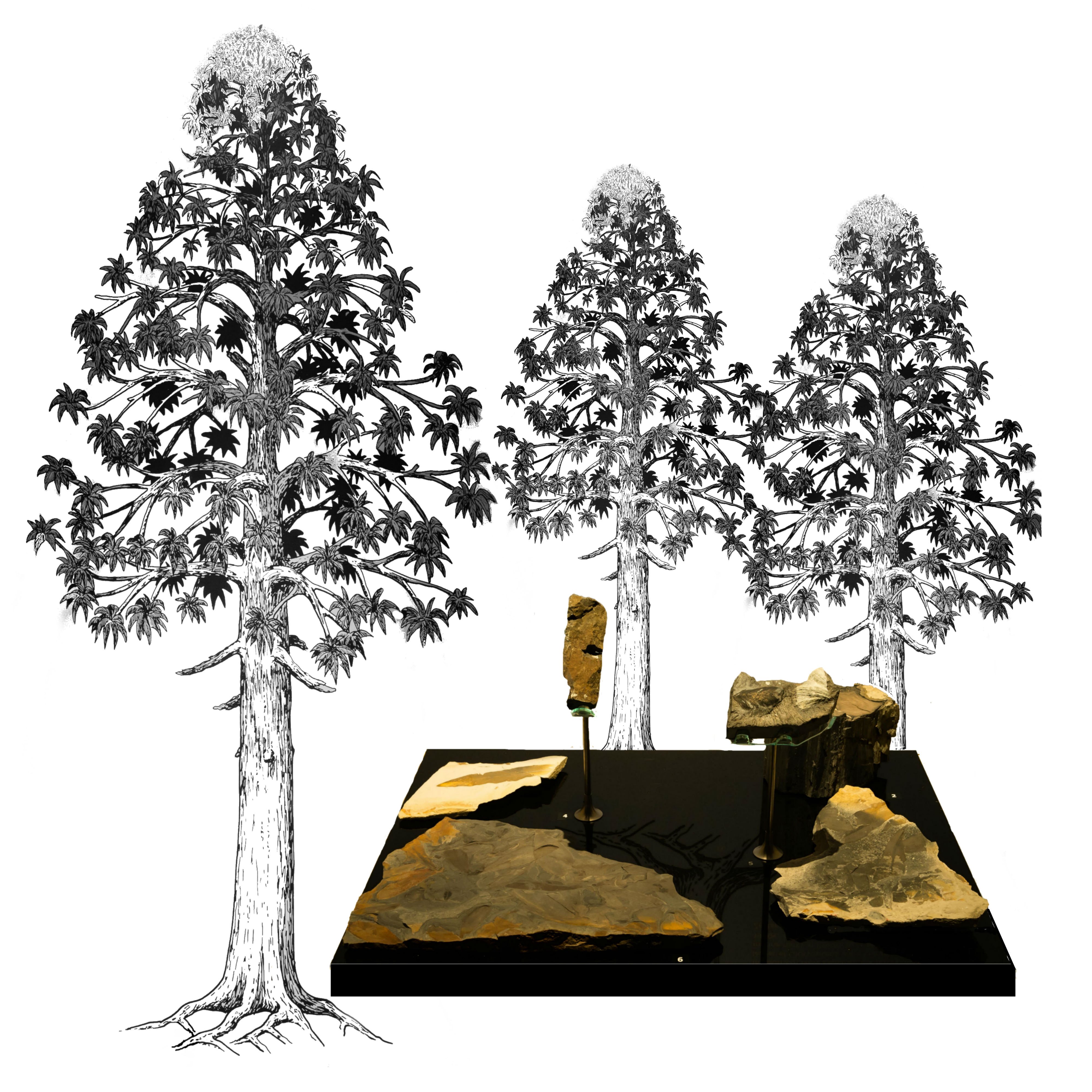 Glossopteris Plant Fossil