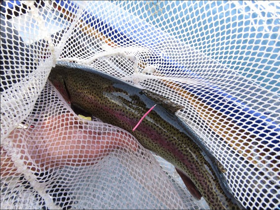 goldentrout.jpg | Otago Daily Times Online News
