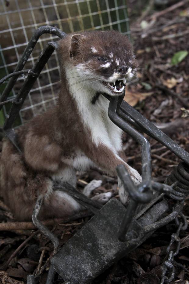 NZ's natural born killer: Inside our war on stoats | Otago Daily Times ...