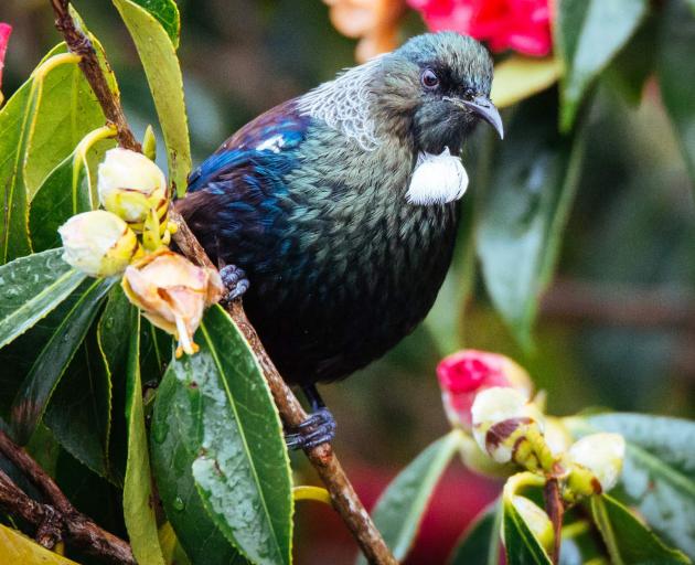 Tui seen in Lyttelton for first time in 40 years | Otago Daily Times ...