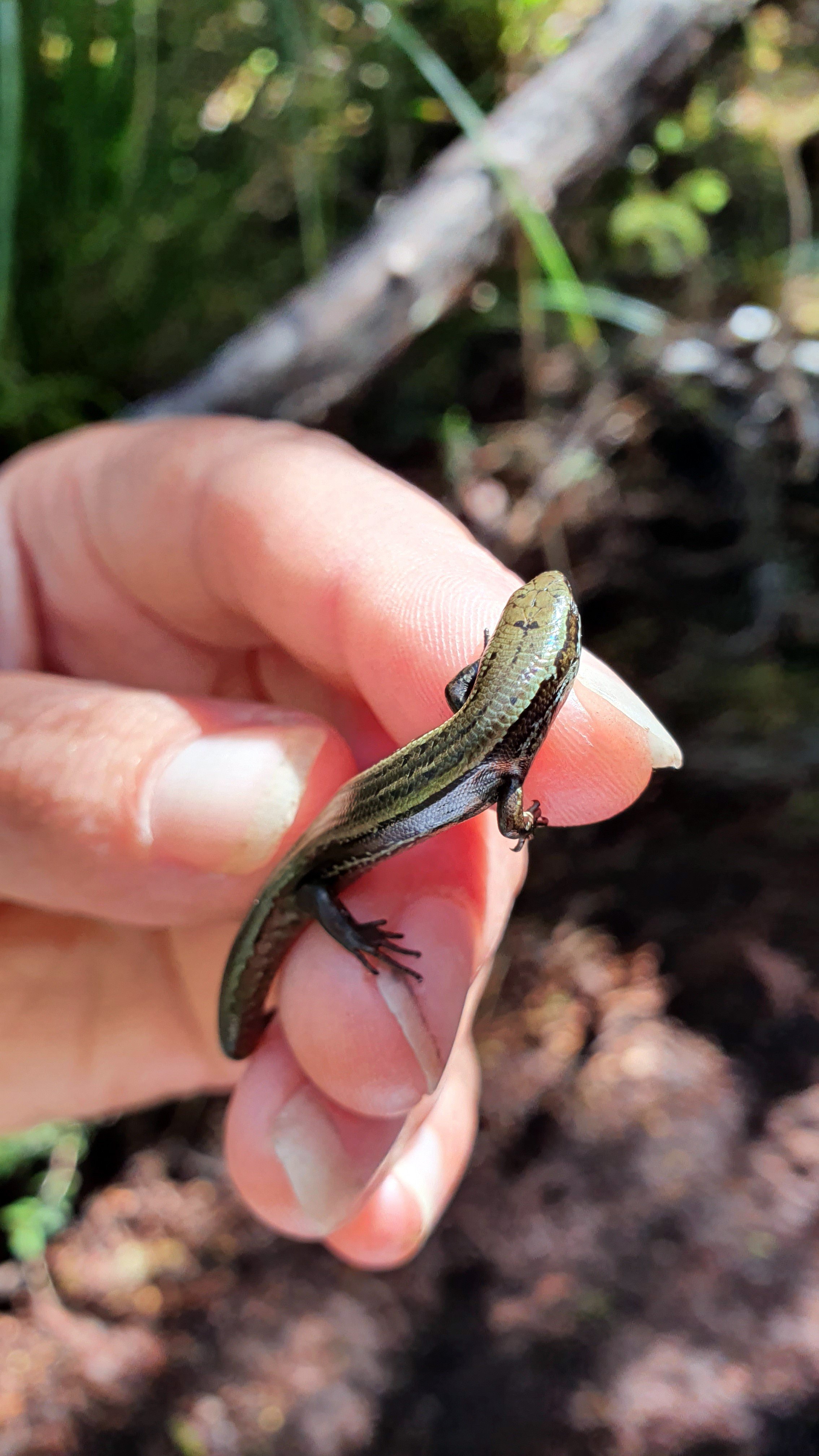 Garden Skinks Perth | Fasci Garden