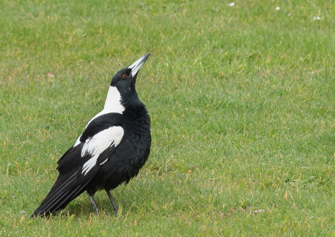 1magpie_getty.jpg | Otago Daily Times Online News