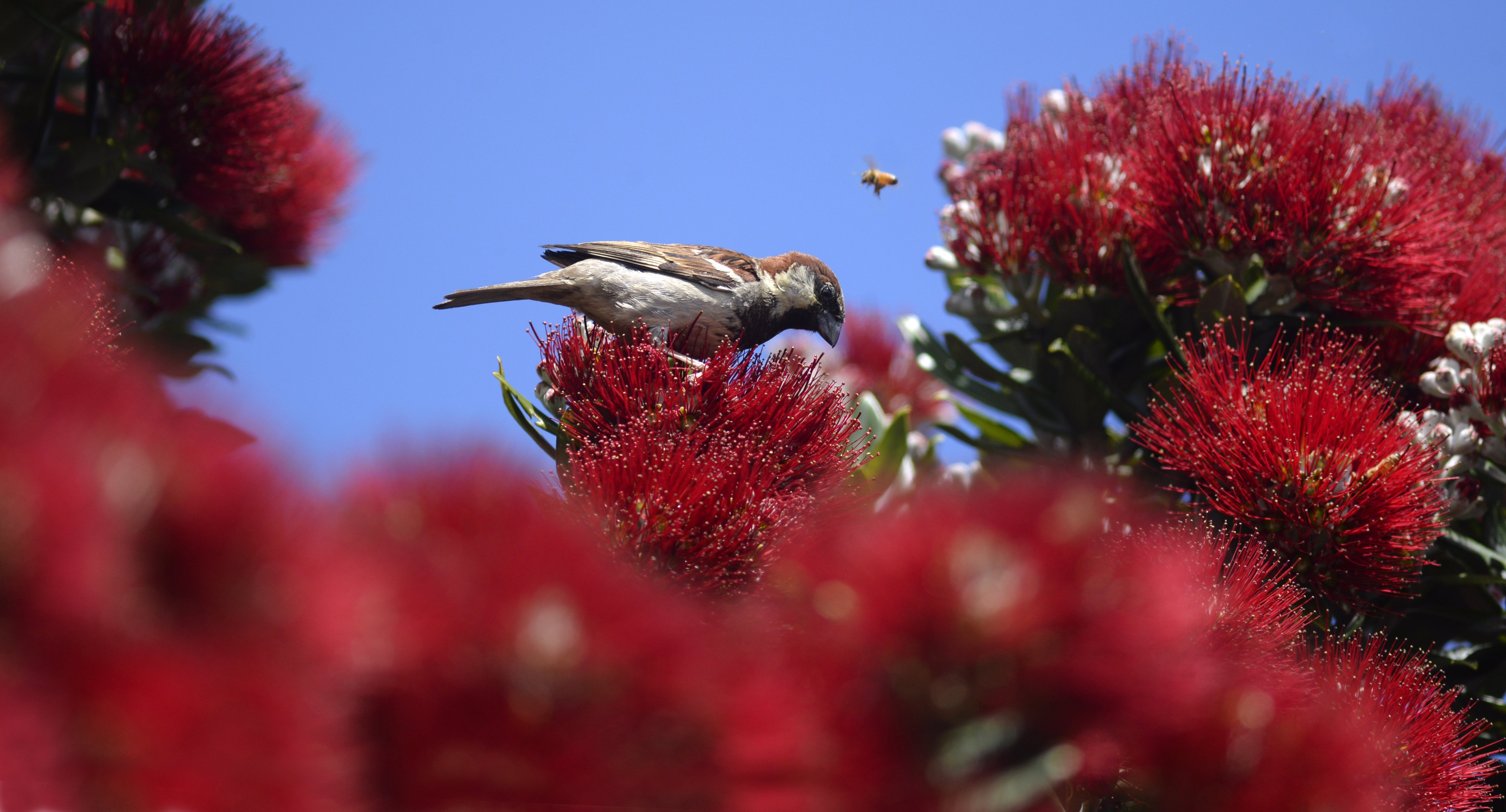 New Zealand’s Christmas tree attracts the birds and the bees | Otago ...