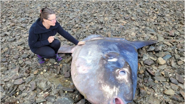 Giant sunfish found on Dunedin beach | Otago Daily Times Online News
