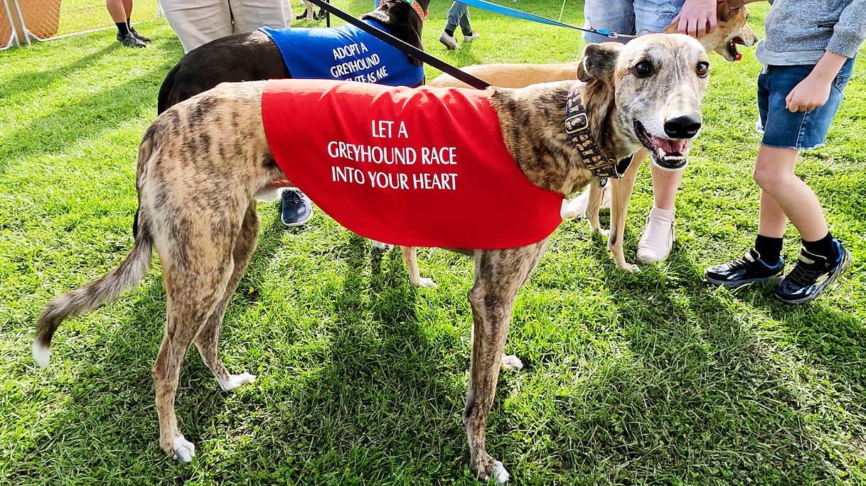 Are Greyhounds Loving