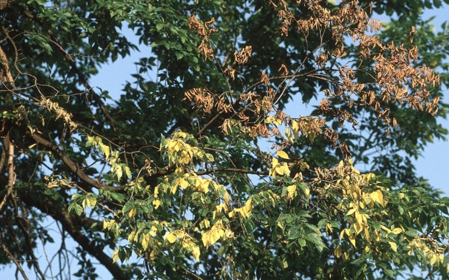 Dutch elm disease found on Waikato property | Otago Daily Times Online News