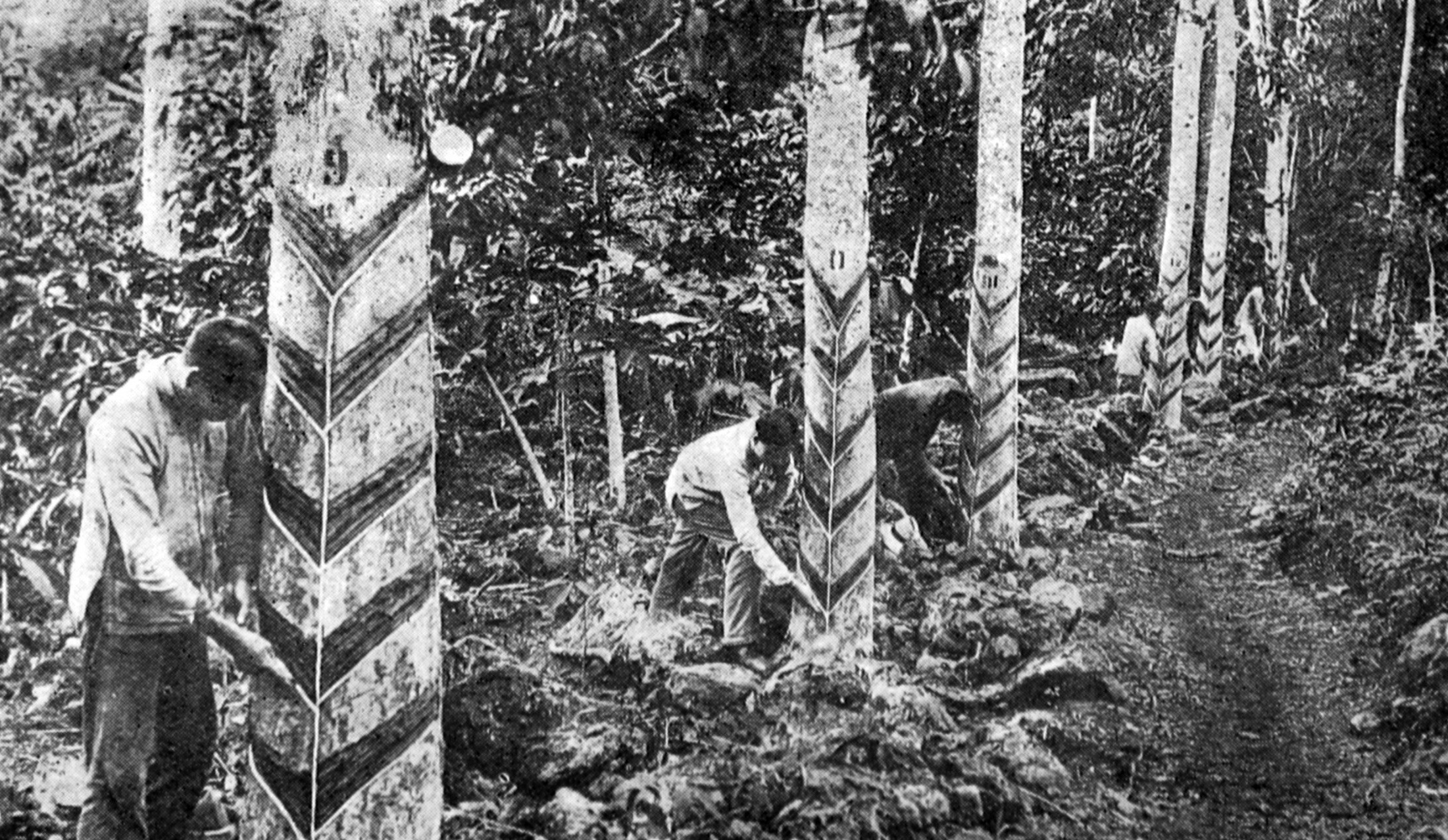 Will rubber bounce back? | Otago Daily Times Online News