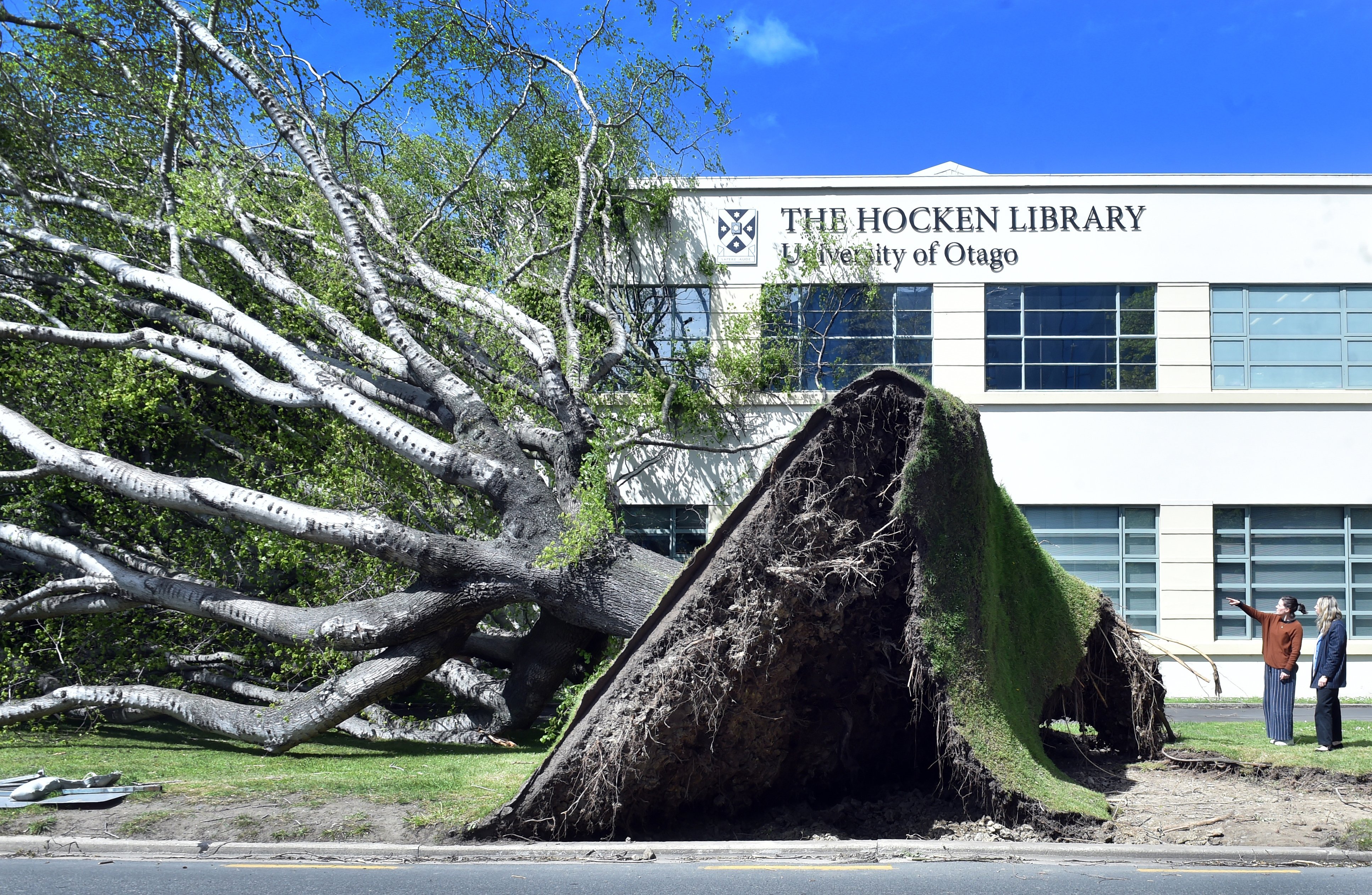 Hocken staff describe terrifying tree fall | Otago Daily Times Online News