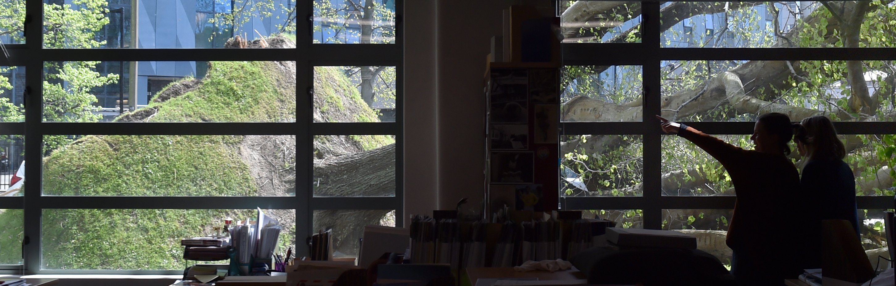 Hocken staff describe terrifying tree fall | Otago Daily Times Online News