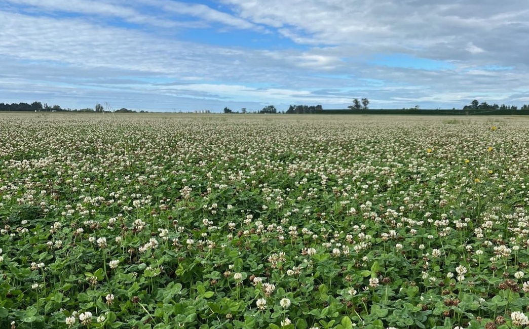 Ongoing wild weather frustrates Canterbury crop growers | Star News