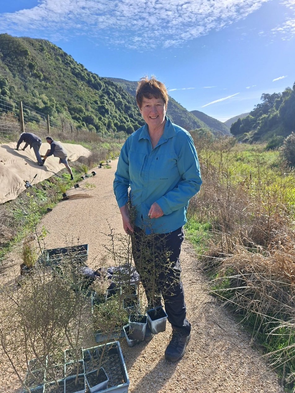 Native plants wanted for Waimate Trail | Otago Daily Times Online News