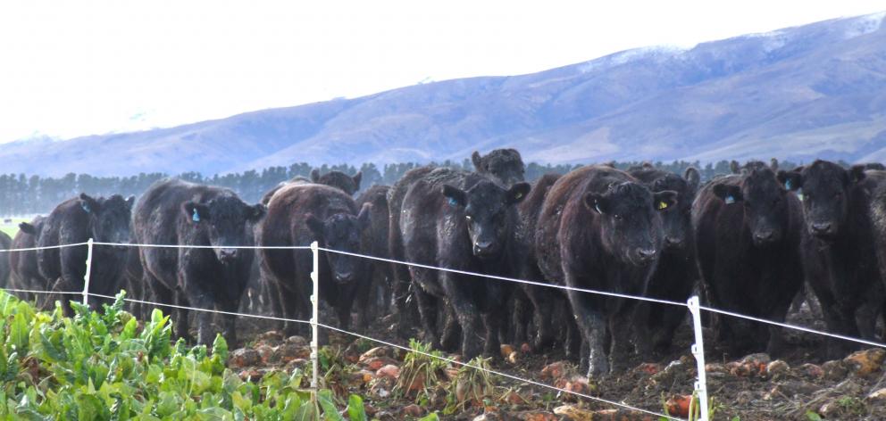 Eating quality farmers’ focus | Otago Daily Times Online News