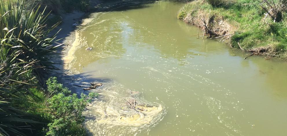 Potentially toxic algae bloom in Tomahawk Lagoon | Otago Daily Times ... Potentially toxic algae bloom in Tomahawk Lagoon | Otago Daily Times ...
