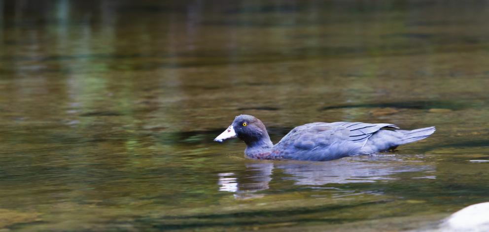 Whio ducks make a comeback in Fiordland | Otago Daily Times Online News