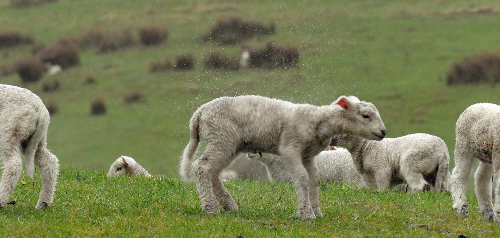 Lambing learnings that may help | Otago Daily Times Online News