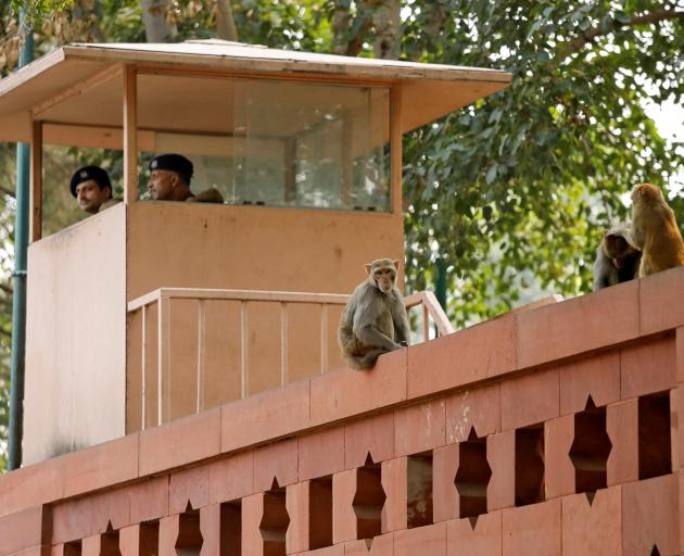 Monkeys run amok in corridors of power | Otago Daily Times Online News