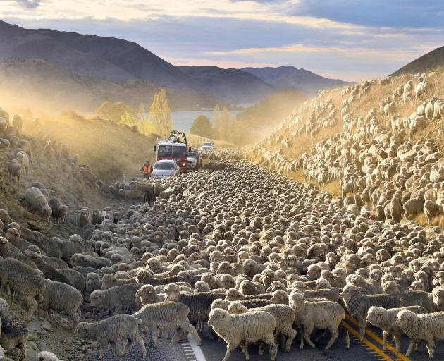 Photos of the year: Stephen Jaquiery | Otago Daily Times Online News