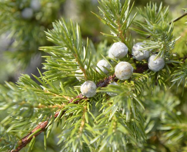 Versatile, varied junipers come in all shapes and sizes | Otago Daily ...