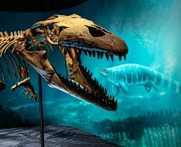 ‘Sea monster’ exhibition to spark imaginations | Otago Daily Times ...