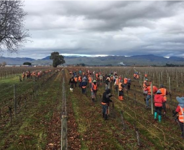 Relief for Tongan RSE workers | Otago Daily Times Online News Relief for Tongan RSE workers | Otago Daily Times Online News