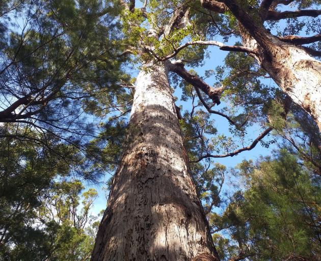 Southern Forests’ pleasures | Otago Daily Times Online News
