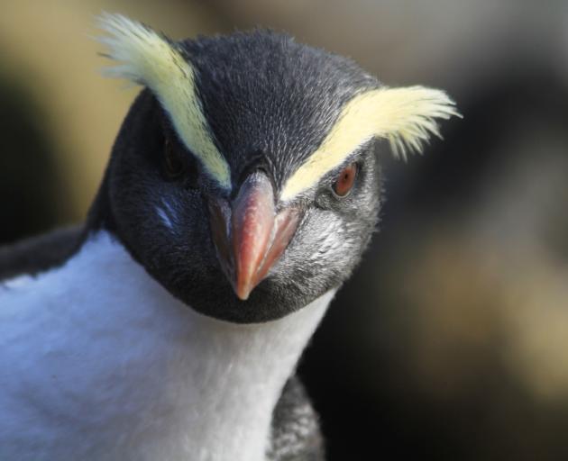 Plan to monitor rare NZ penguin by video | Otago Daily Times Online News