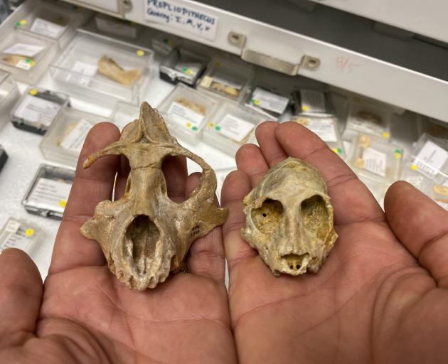 Early primates’ teeth reveal sweet food partiality | Otago Daily Times ...