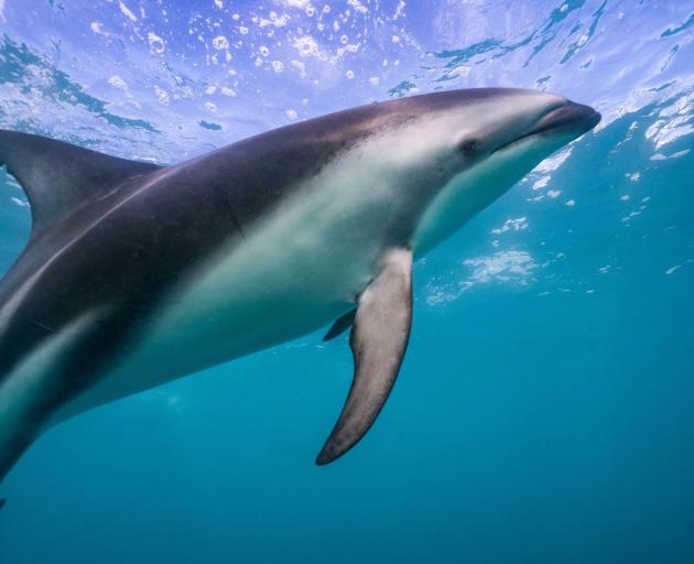 Call for more protection of Canterbury’s 'neglected' coastline | Star News