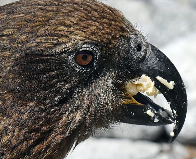 More funding needed to protect kea | Otago Daily Times Online News