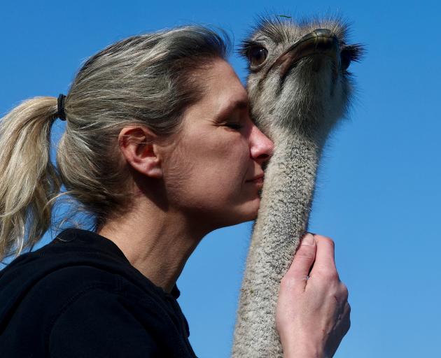 Fancy cuddling an ostrich? | Otago Daily Times Online News