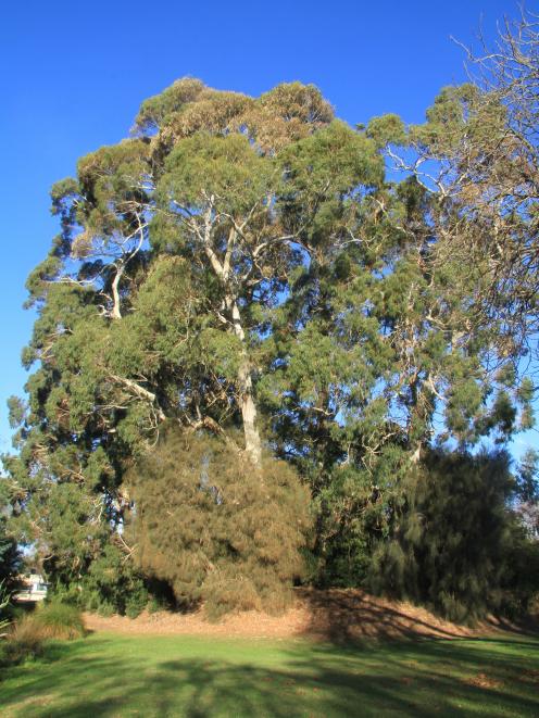 No poisoning information on gum trees | Otago Daily Times Online News