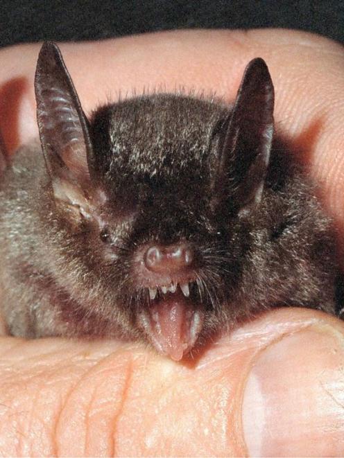Night patrol to seek bats | Otago Daily Times Online News