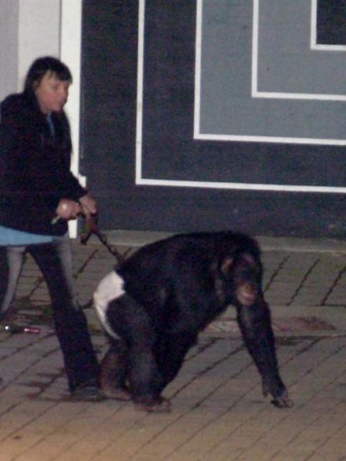 Pet chimp shot dead after attack | Otago Daily Times Online News