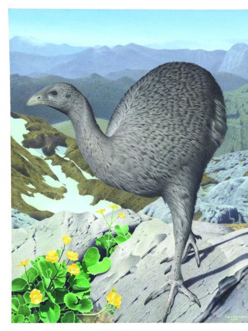 Moa resurrection still not possible: scientist | Otago Daily Times ...