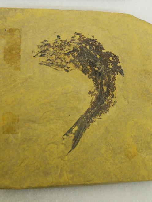 Small collection of Permian fossils at Otago Museum | Otago Daily Times ...