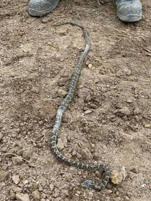 Snake in a drain: Python found at NZ construction site | Otago Daily ...