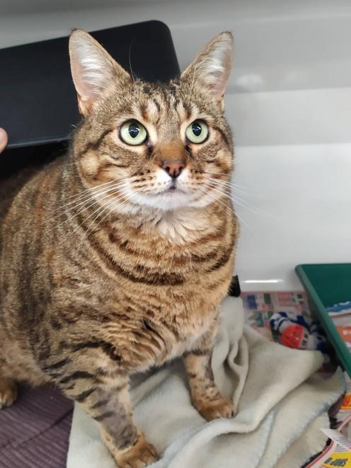 World Pet Obesity Day: SPCA warns fat pets are 'suffering senselessly ...