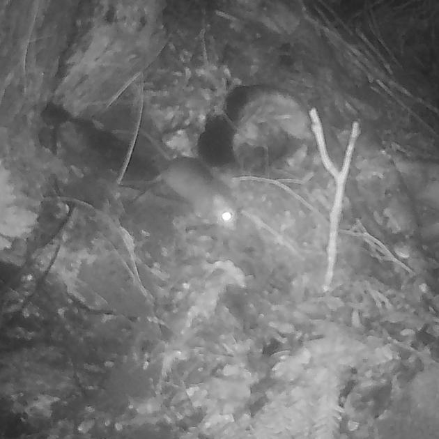 Pest sighting to be investigated | Otago Daily Times Online News