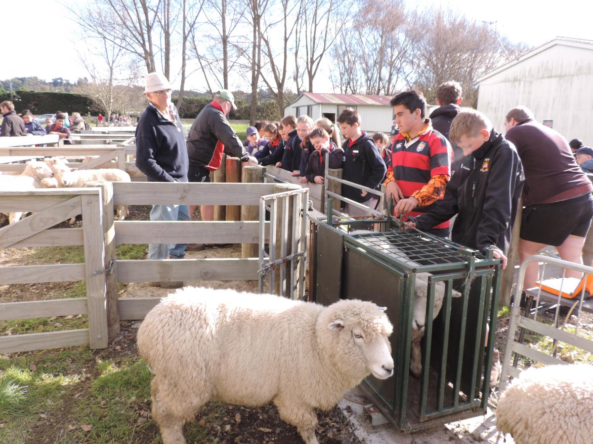 Pupils introduced to farming genetics | Otago Daily Times Online News