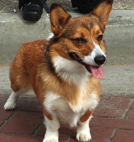 Corgis added to endangered list | Otago Daily Times Online News