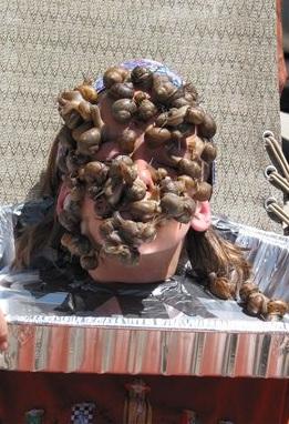 43 snails in slimy record attempt | Otago Daily Times Online News
