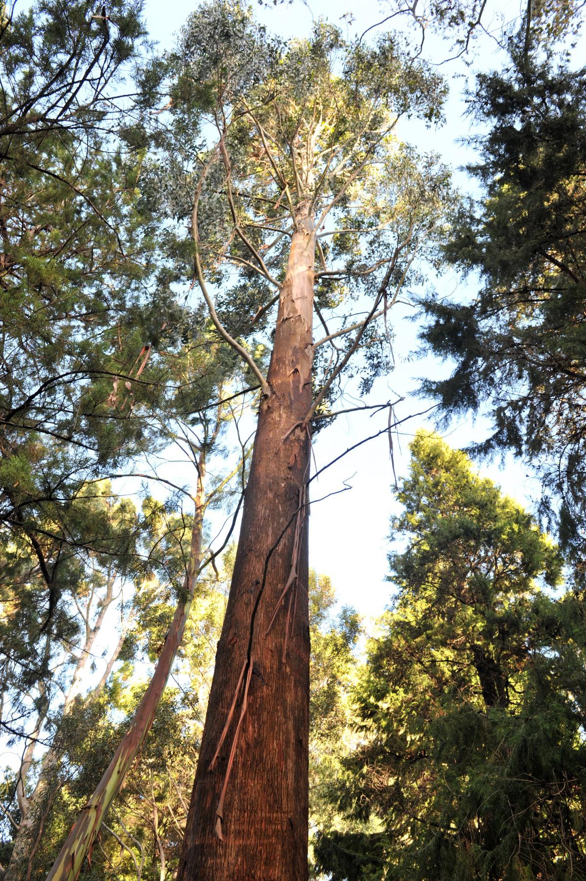 Gum tree tallest flowering plant | Otago Daily Times Online News