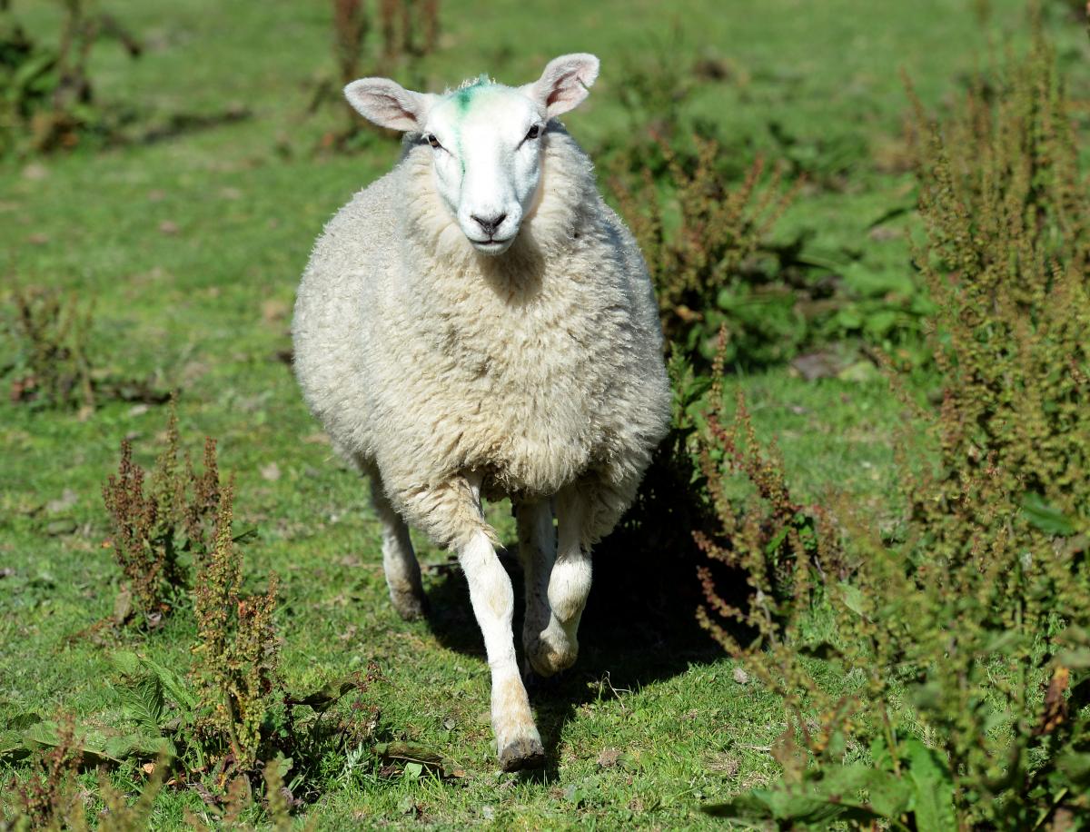 No lamb chop as runaway kept safe | Otago Daily Times Online News