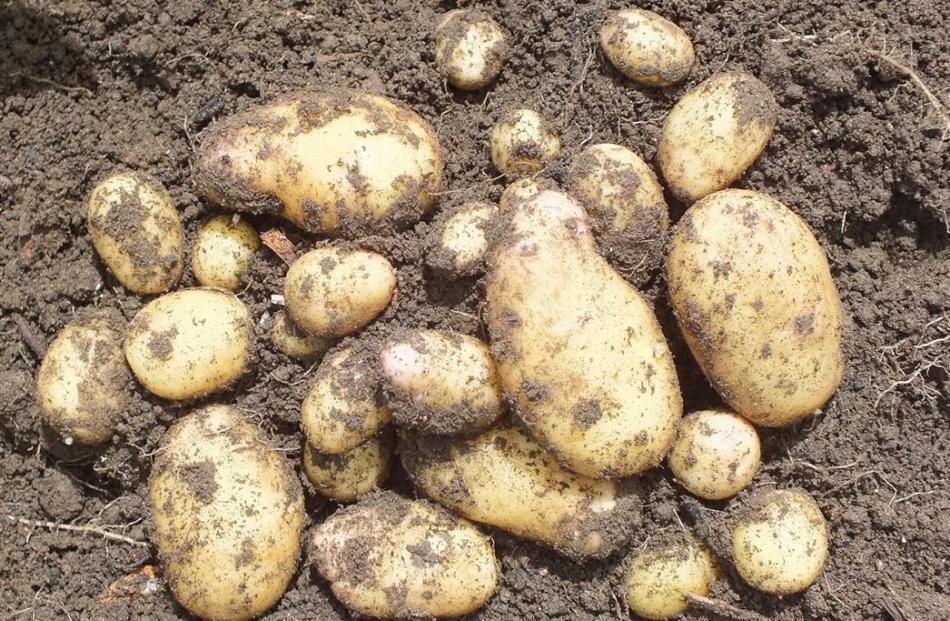 Harvest those potatoes | Otago Daily Times Online News