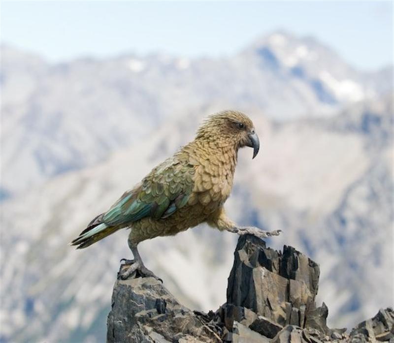 Seven keas dead in wake of 1080 work | Otago Daily Times Online News