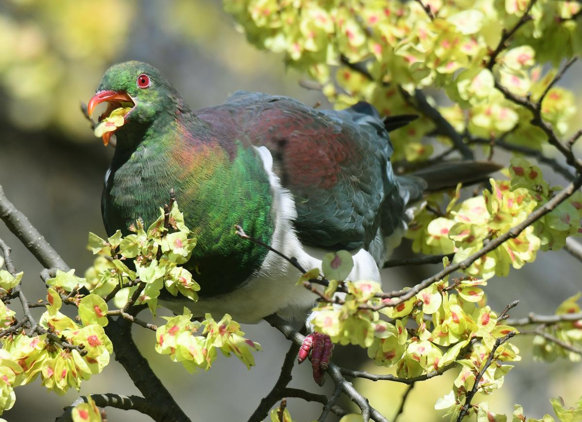 Sightings of kereru soar, survey shows | Otago Daily Times Online News